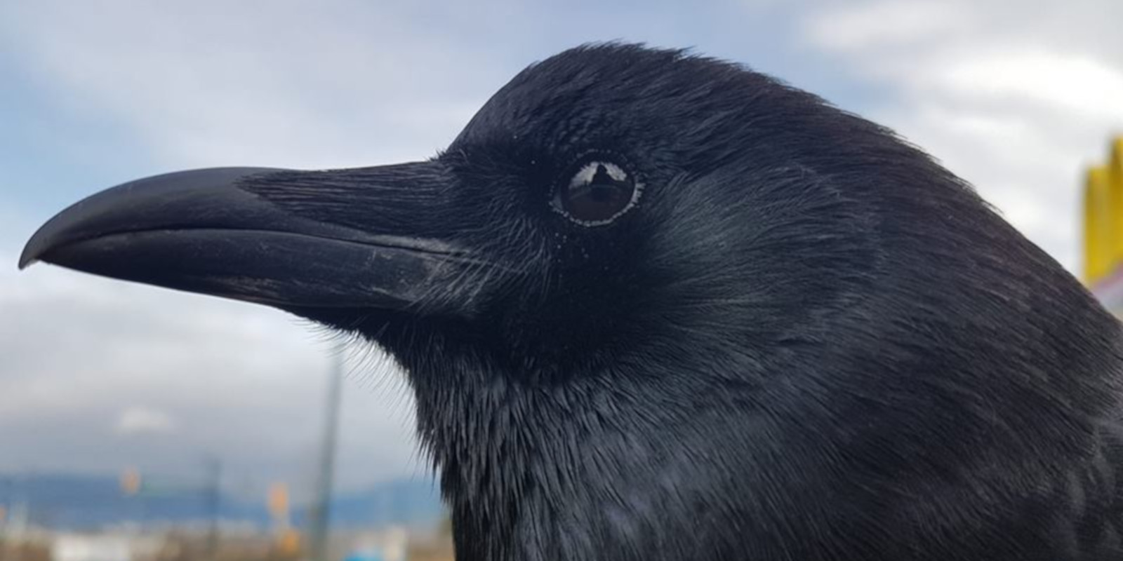 Sea Star and Ode to a Crow | Cascadia Magazine