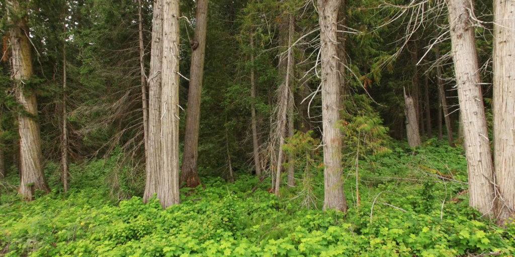 Clear Cut: Saving BC’s Inland Rainforest | Cascadia Magazine