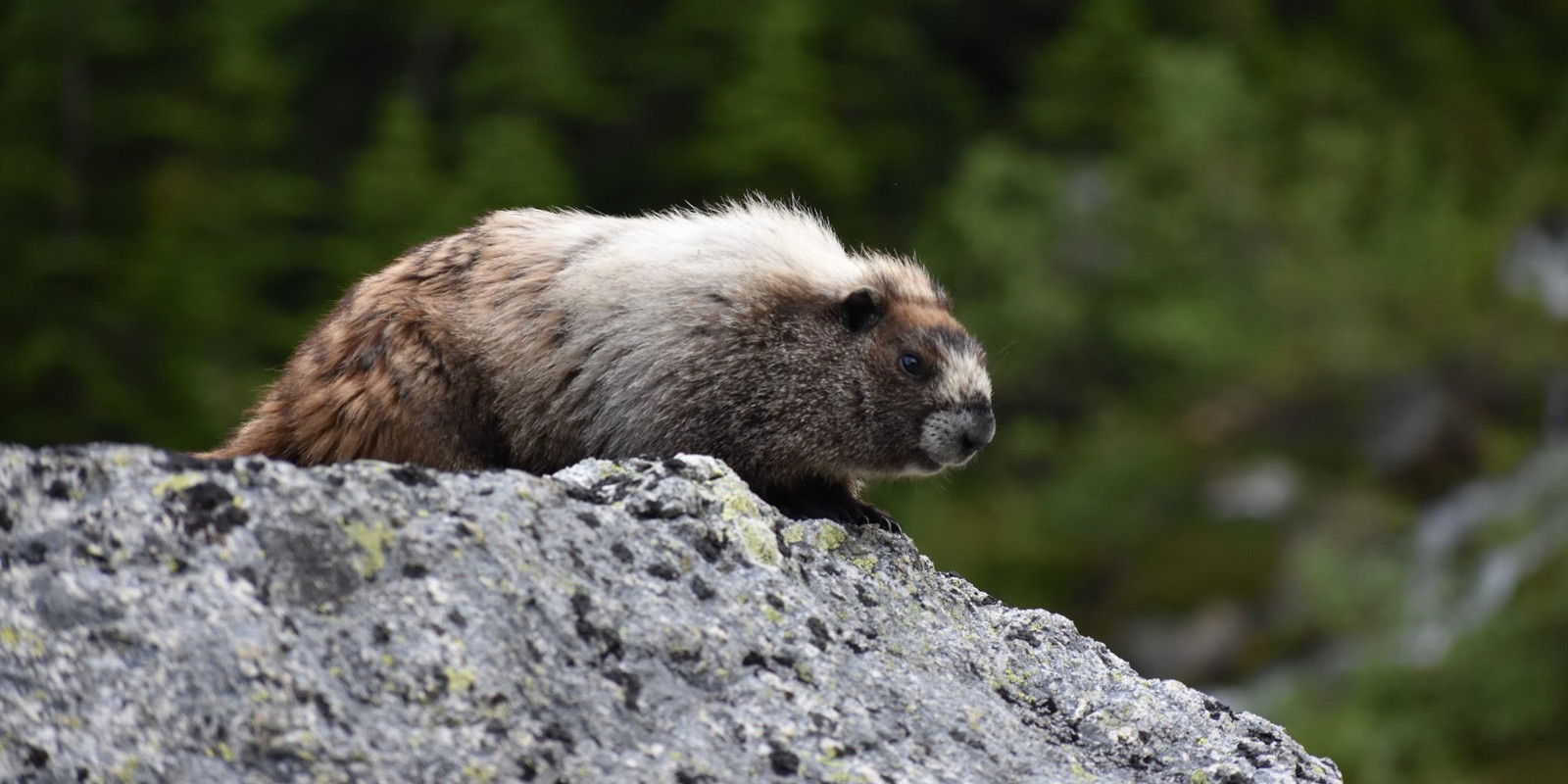 Watching Marmots | Cascadia Magazine